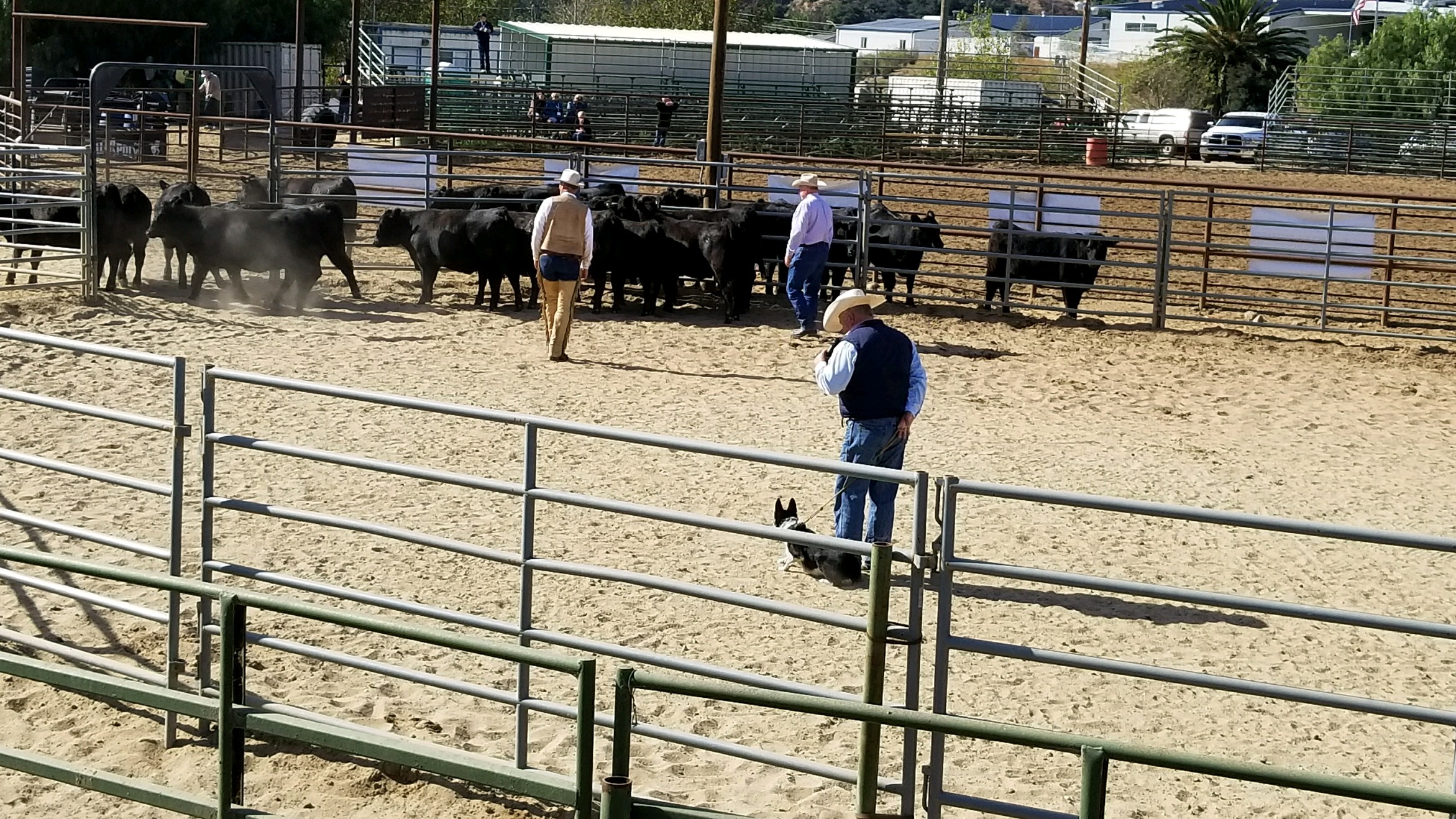 Curt Pate Stockmanship | Livestock handling demonstrations, clinics ...